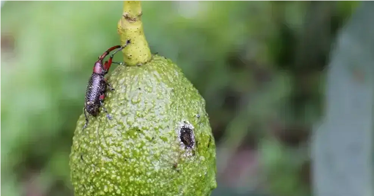 Estas son las plagas que afectan el cultivo del aguacate Hass